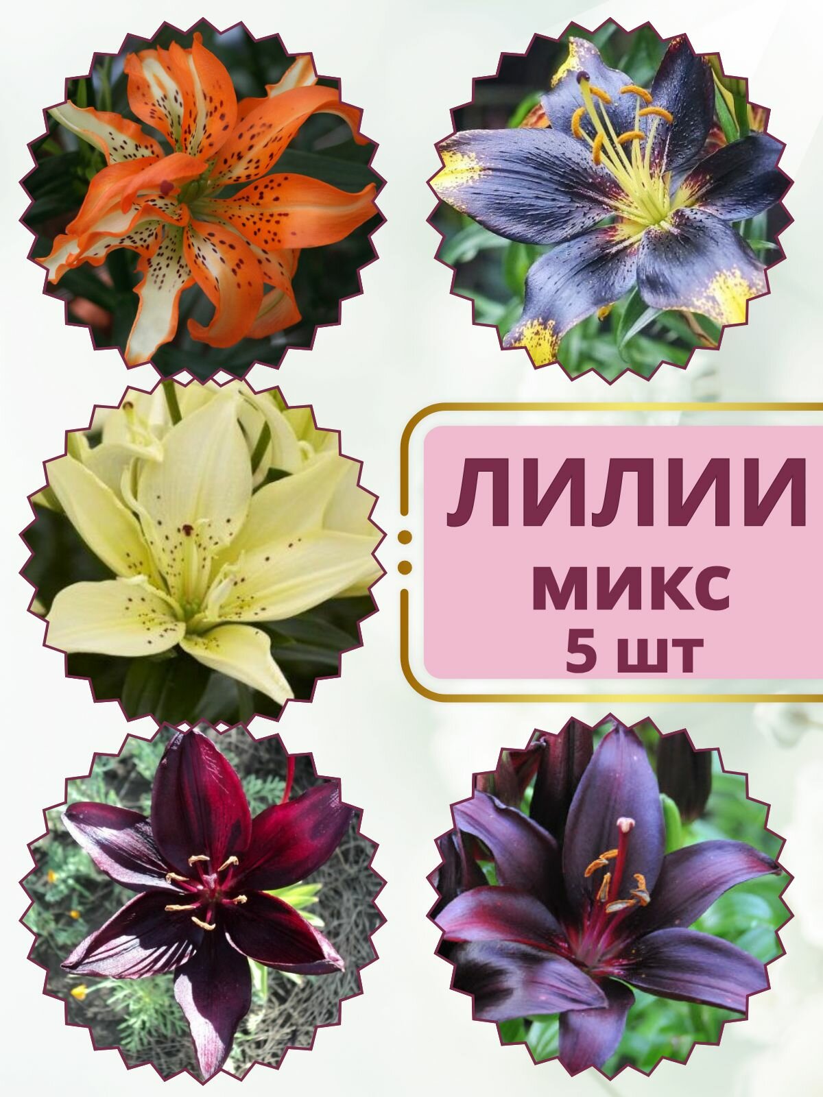 Лилия луковицы, многолетние цветы для посадки, микс 5 шт