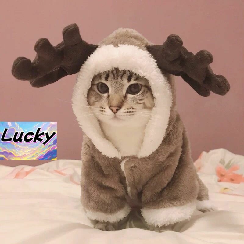 Одежда для животных