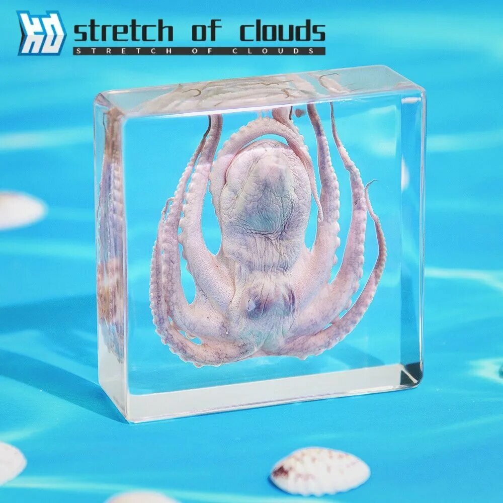 Настоящий образец насекомого, коллекция насекомых, 1 экземпляр осьминога;7.5*7.5*2.4 СМ