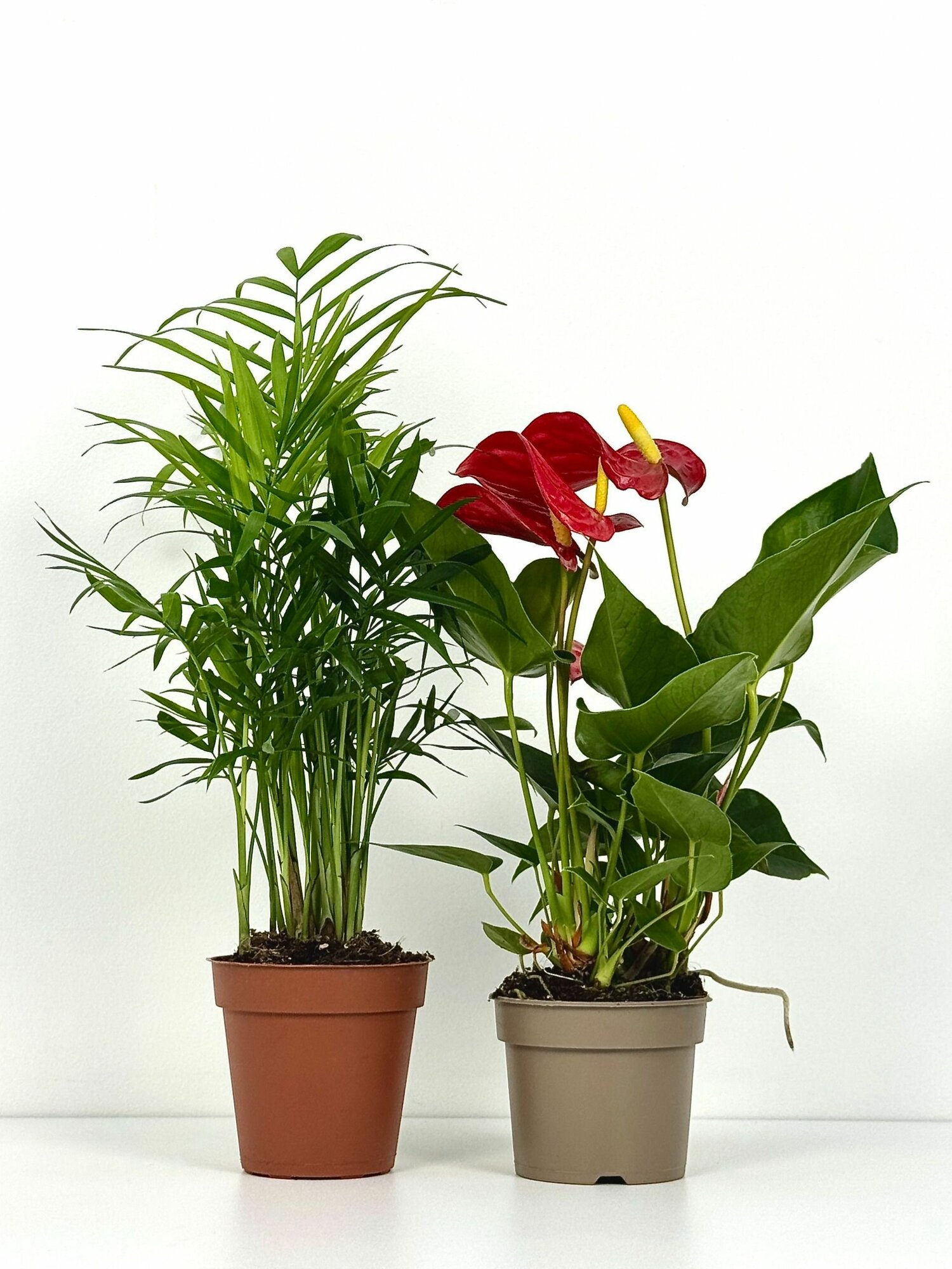 Набор 2 растения Пальма Хамедорея Антуриум Красный в горшке D9 (живые растения)