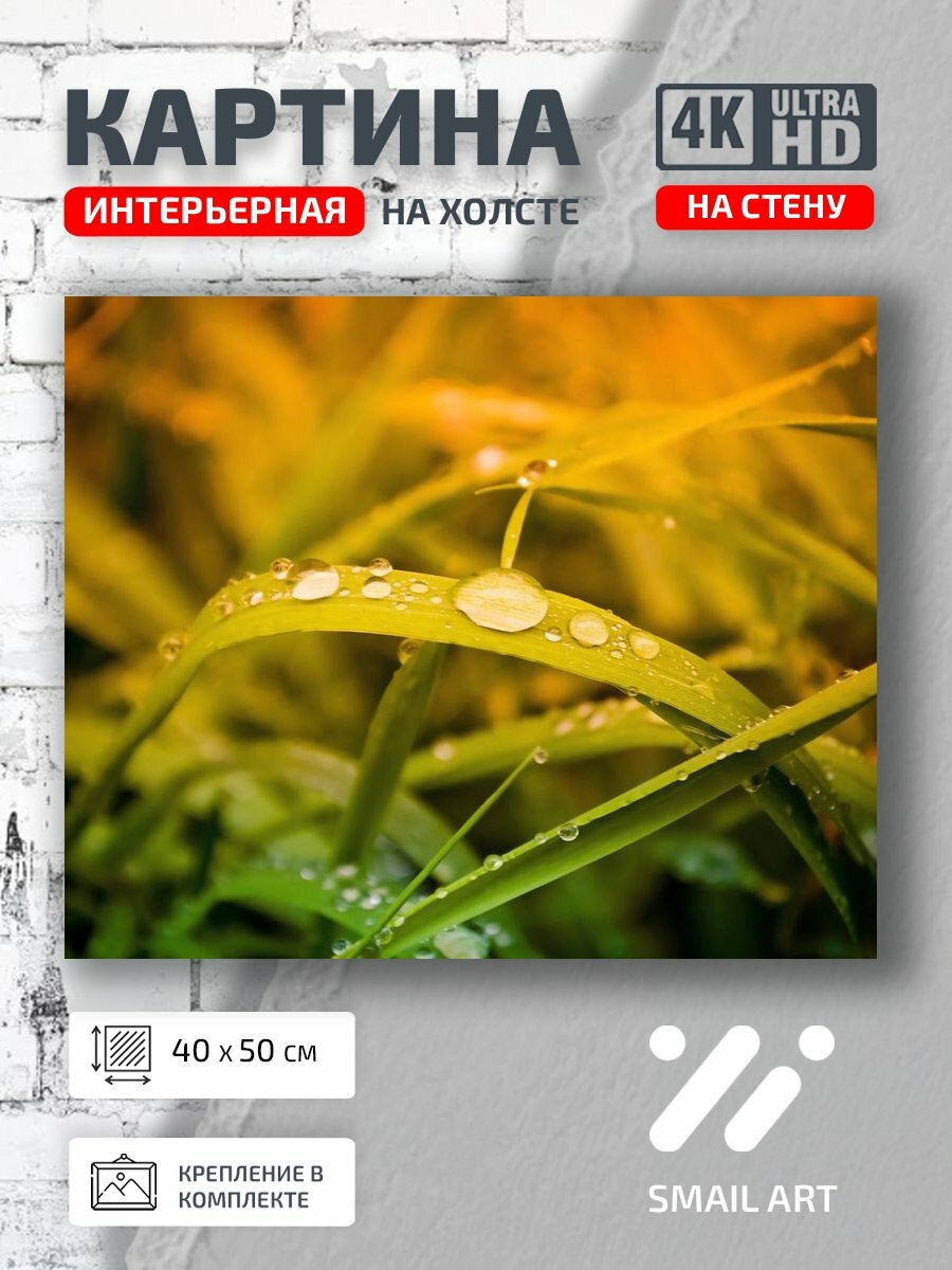 Картина на холсте интерьерная 40 на 50 на стену Роса Macro для студии макро интерьер декор