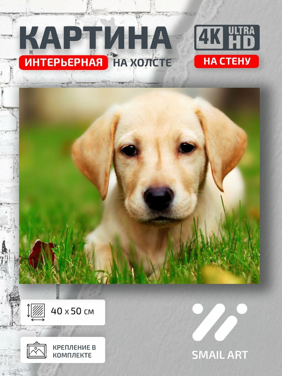 Картина на холсте интерьерная 40 на 50 на стену Рыжий Animal для гостиной animal style