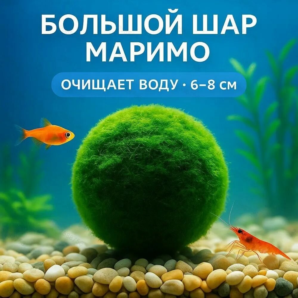 Большой мох-шар Marimo (6-8 см) живой аквариумный декор Экологический шар из водорослей