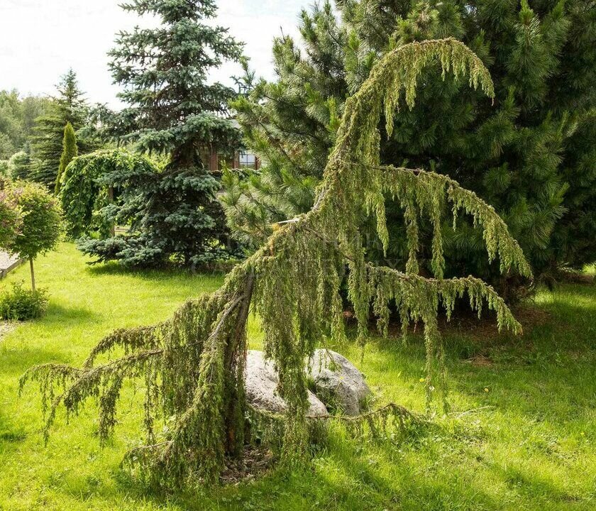 Можжевельник обыкновенный Хорсман, с3