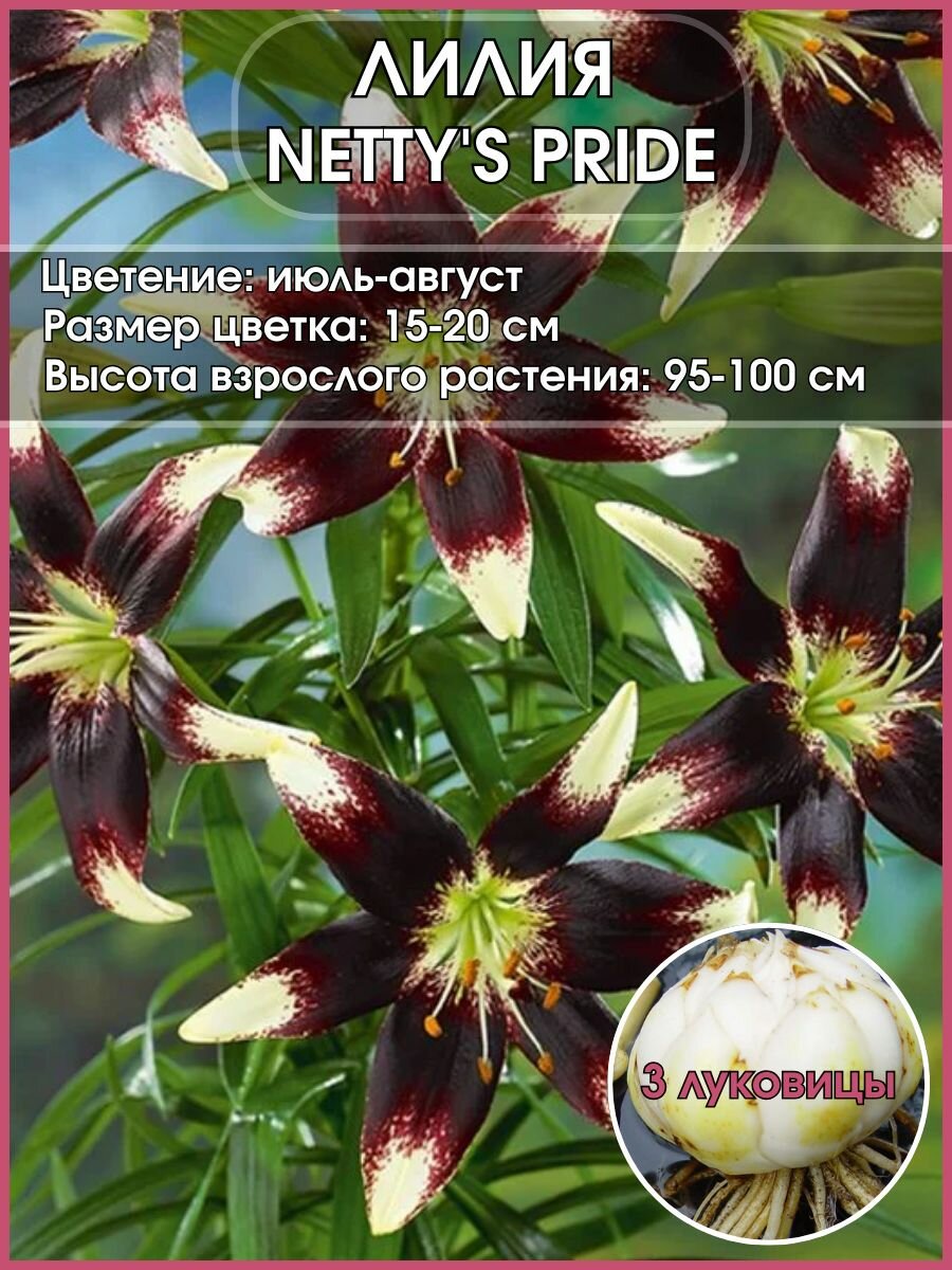 Лилия азиатская Неттис Прайд, луковицы 3 штуки