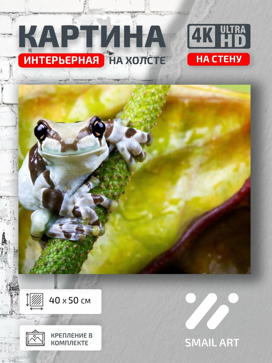 Картина на холсте интерьерная 40 на 50 на стену Жабка Mood для офиса атмосфера интерьер