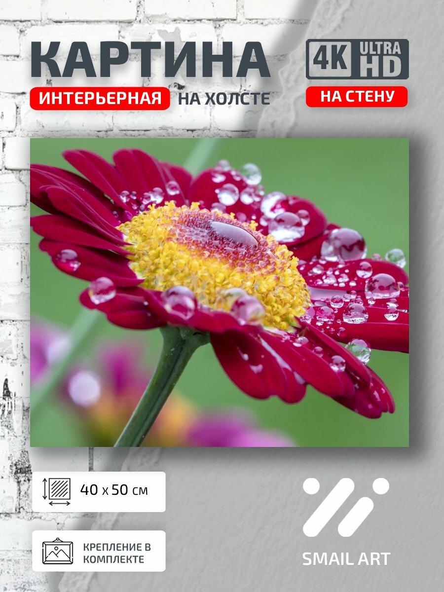 Картина на холсте интерьерная 40 на 50 на стену Бордовый Macro для гостиной макро интерьер
