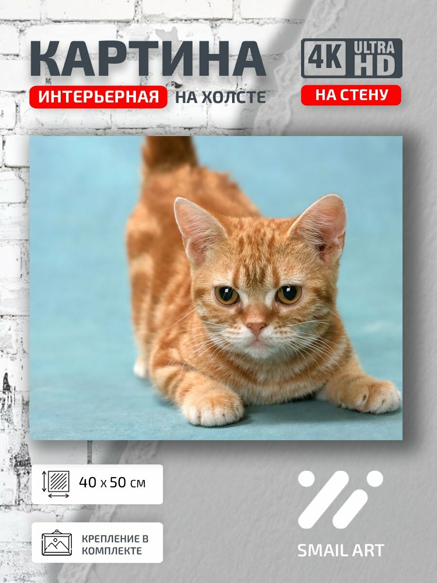 Картина на холсте интерьерная 40 на 50 на стену Кот Animal для детской animal style декор