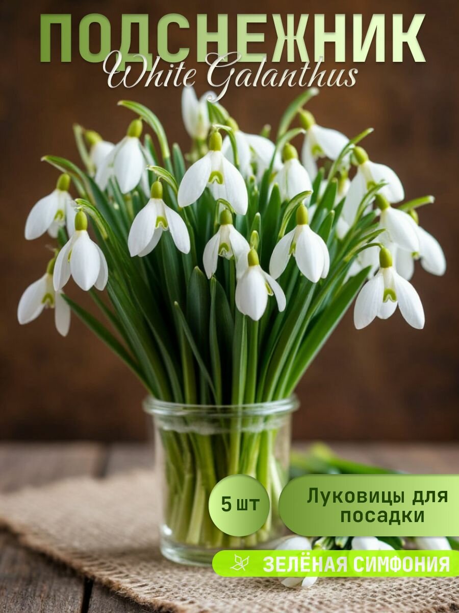 Подснежник Галантус - Galanthus (луковицы для посадки 5 шт) / клубни, делёнки многолетних растений, корни / для дачи, сада, дома и балкона