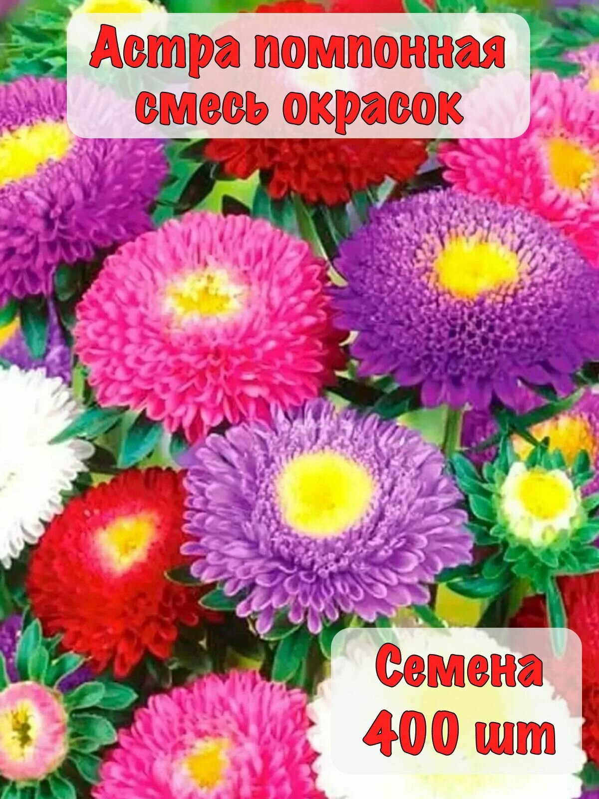 Семена Астра помпонная махровая "Смесь окрасок" 400 штук, однолетние цветы для дачи, сада и огорода, клумбы, в открытый грунт, на рассаду, цветы из семян в домашних условиях