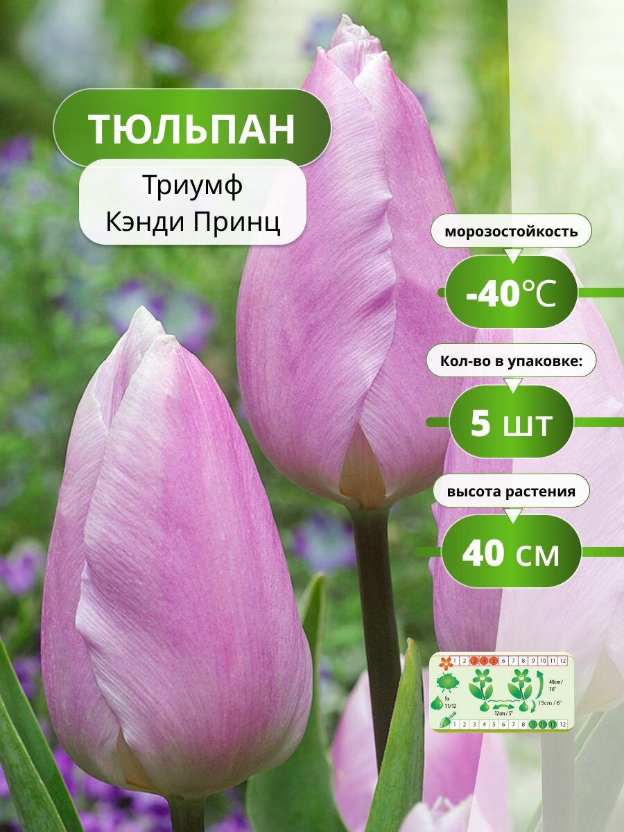 Тюльпан Триумф Кэнди Принц 5 лук / луковичные многолетние цветы
