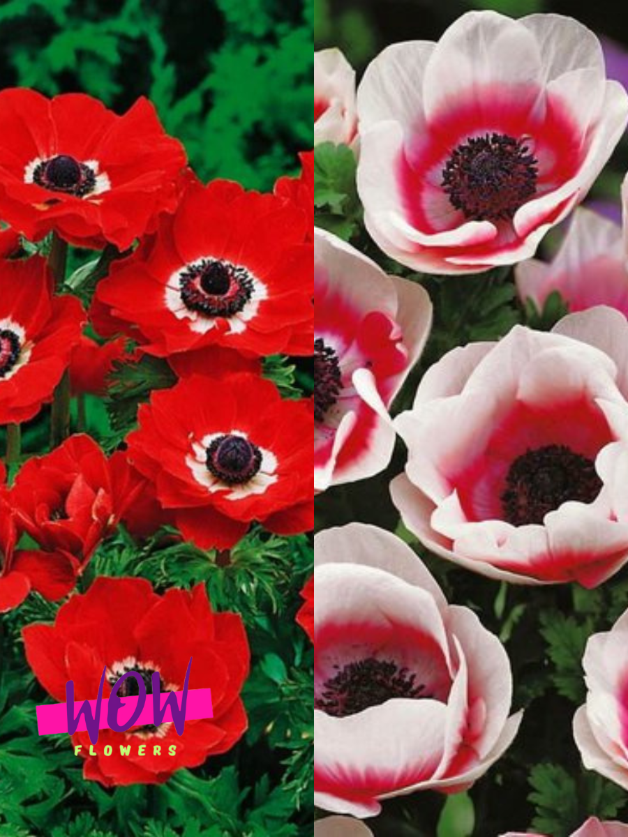 Луковицы цветов , WOW FLOWERS , Анемона Голландия 10шт\ Анемона Биколор 10 шот