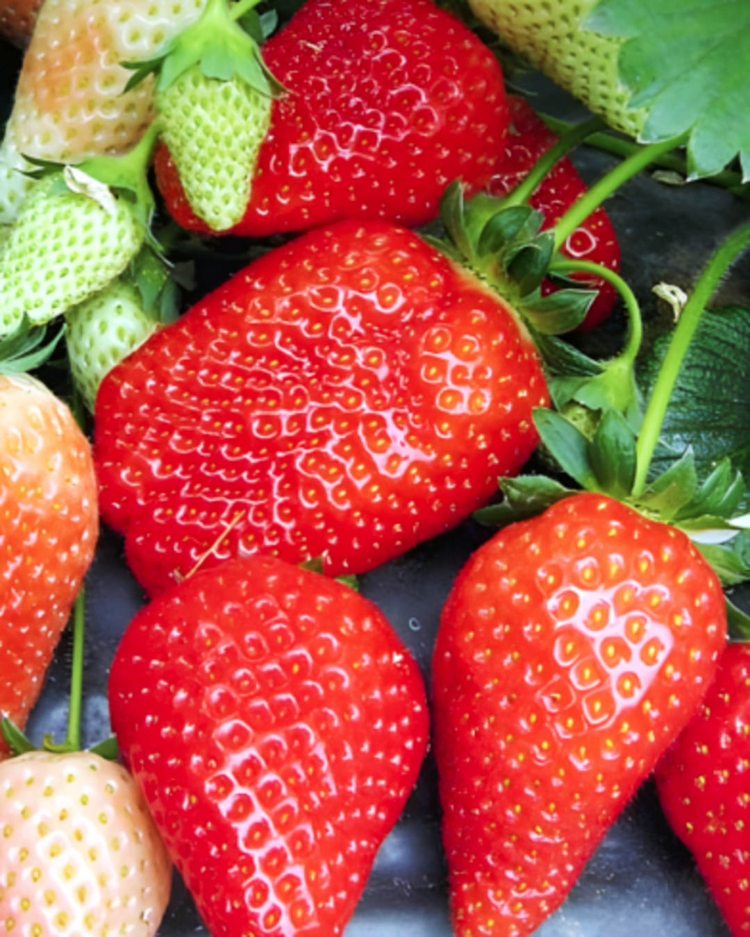 Клубника ( крупноплодная ) Альба 10 шт / раннеспелый, морозостойкий сорт