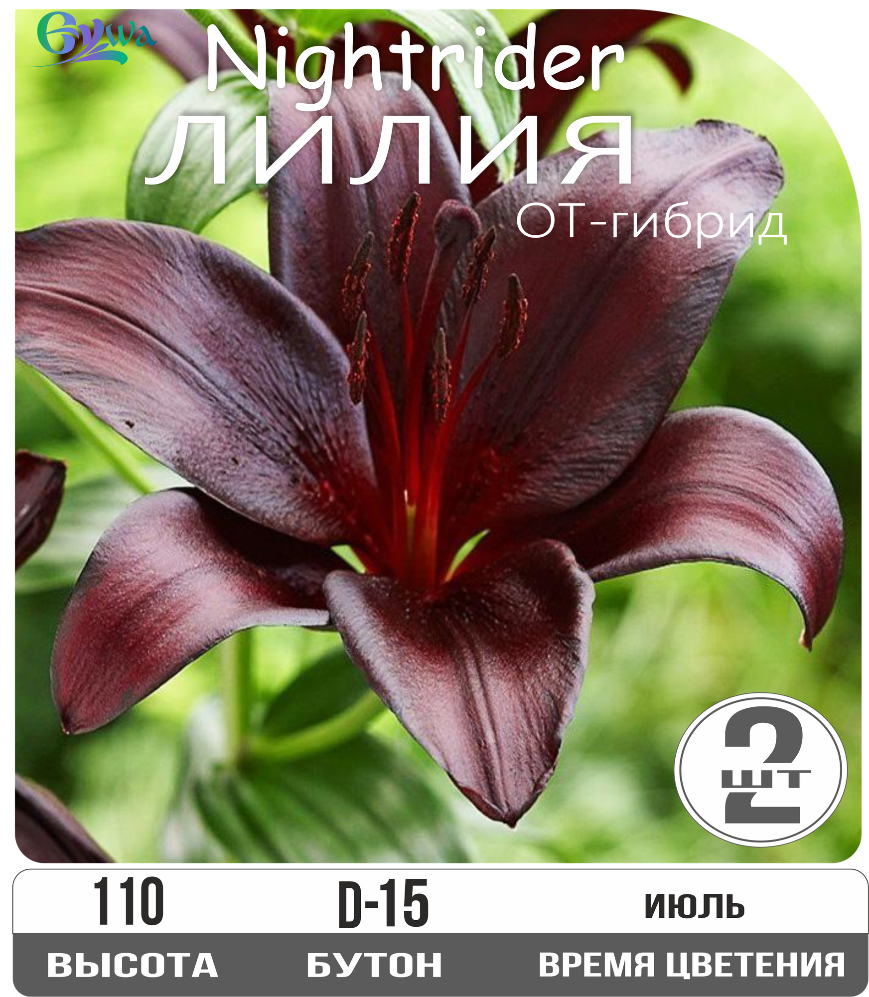 Лилия "Найтрайдер", азиатская, многолетняя, луковицы, высота 110см, темно-бордовый, 2 шт. Eywa