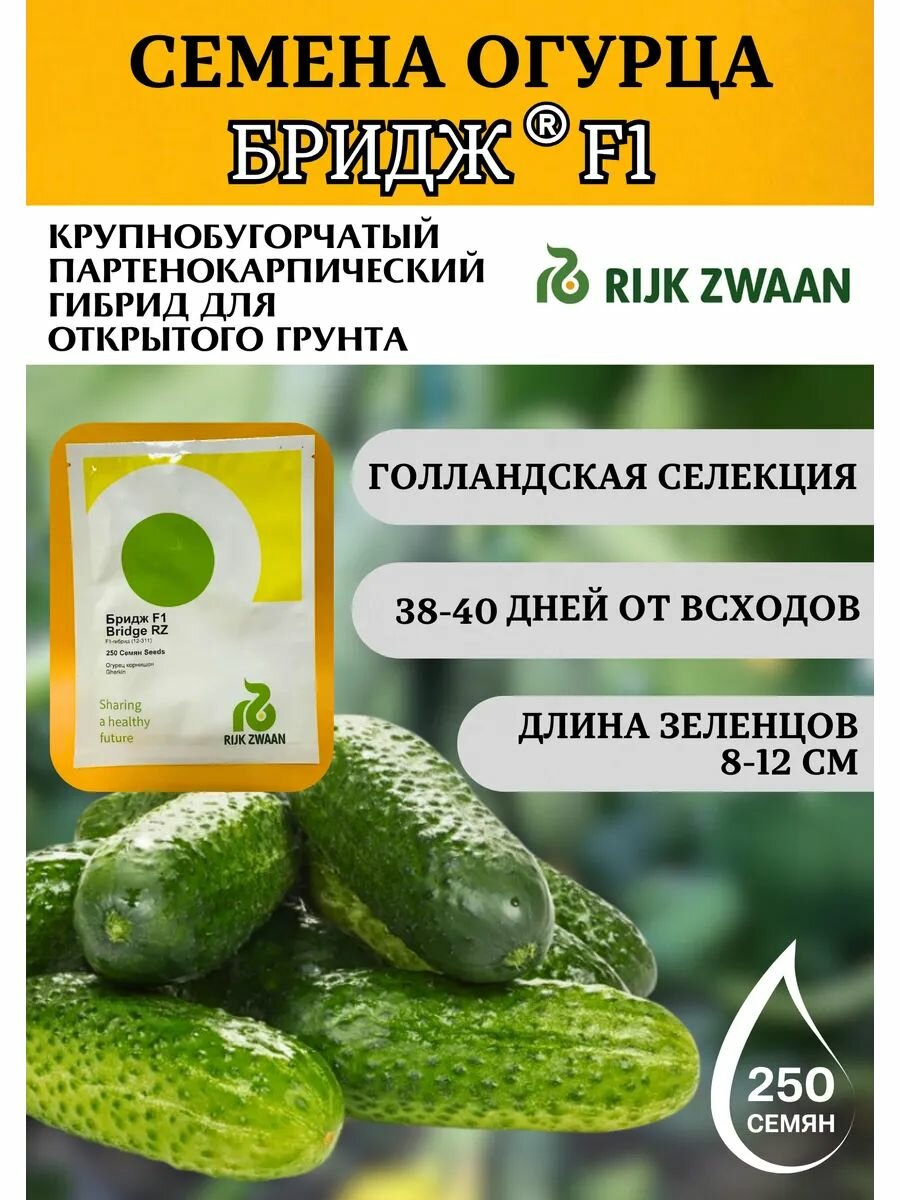 Семена огурца Rijk Zwaan Бридж F1, раннеспелые высокоурожайные, 250 семян