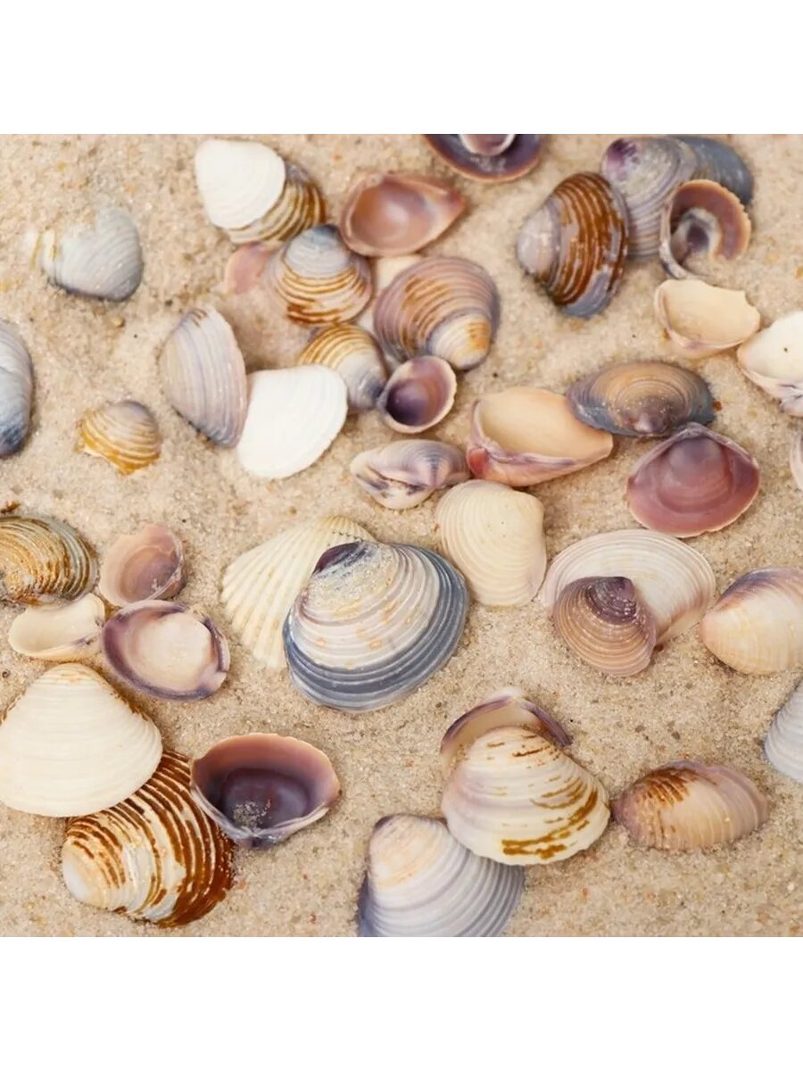 Декоративные ракушки для творчества