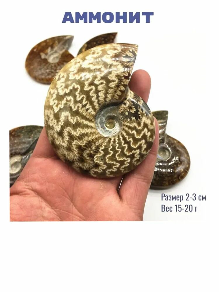 Аммонит окаменелость натуральный камень коллекция ручной работы