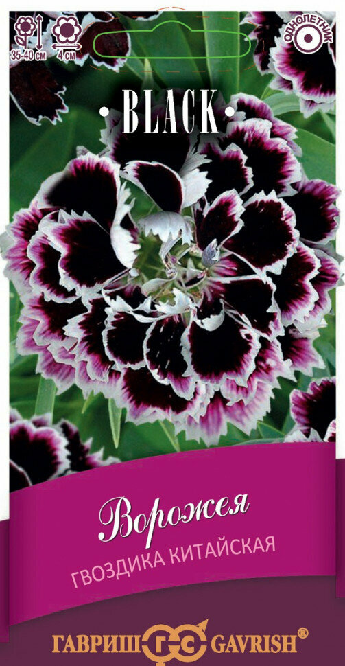 Семена многолетней Гвоздики китайской Ворожея, необычная черная окраска с белой каймой, 0,05г, Гавриш,