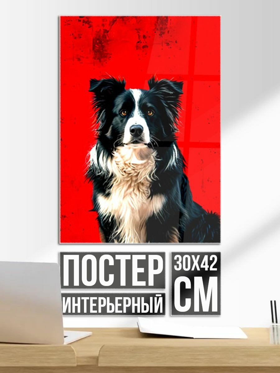 Постер на стену Бордер-колли на красном