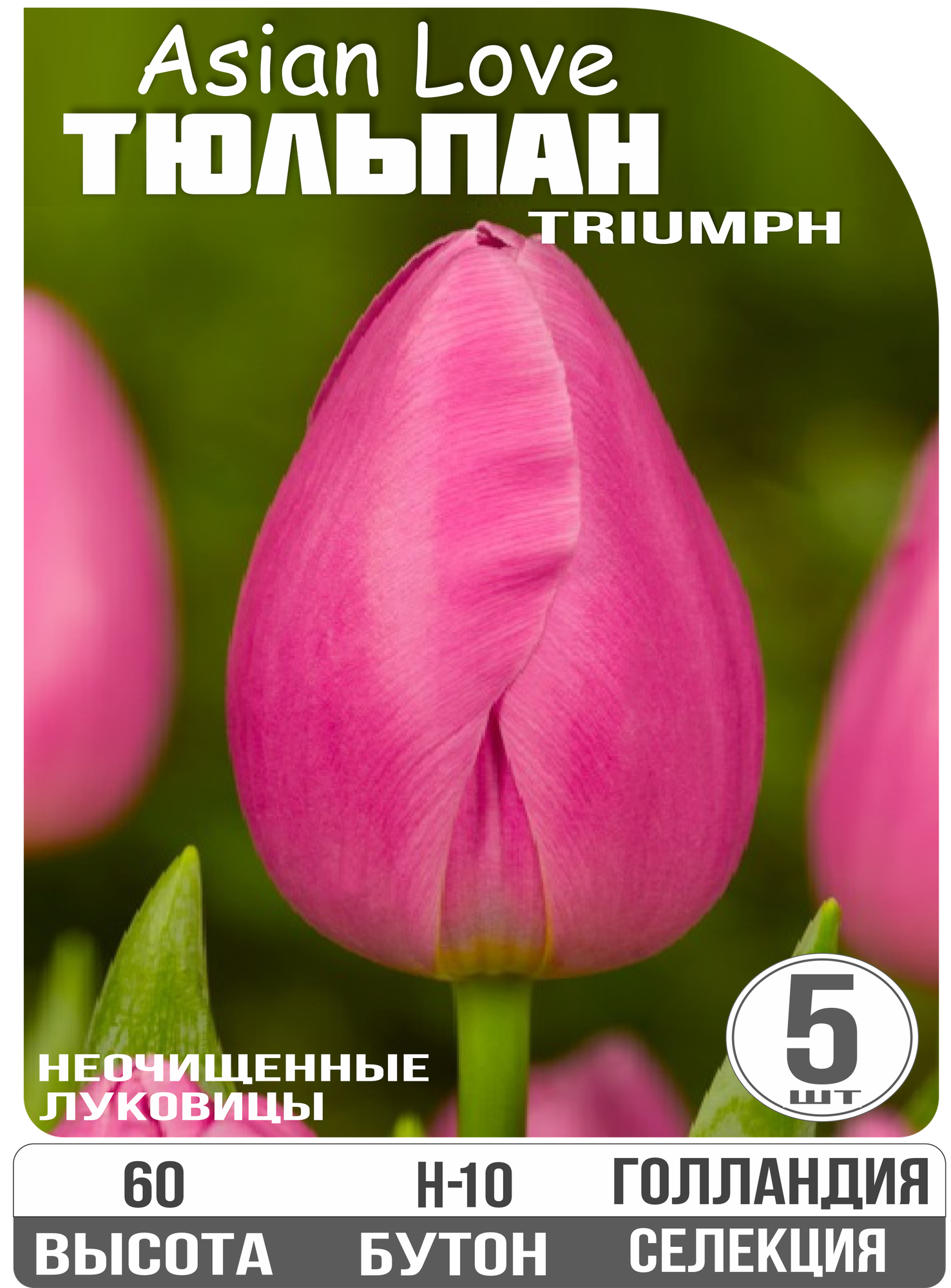 Тюльпан "Азиан Лав", луковицы неочищенные, розовые, высота 60см, 5 штук, Eywa