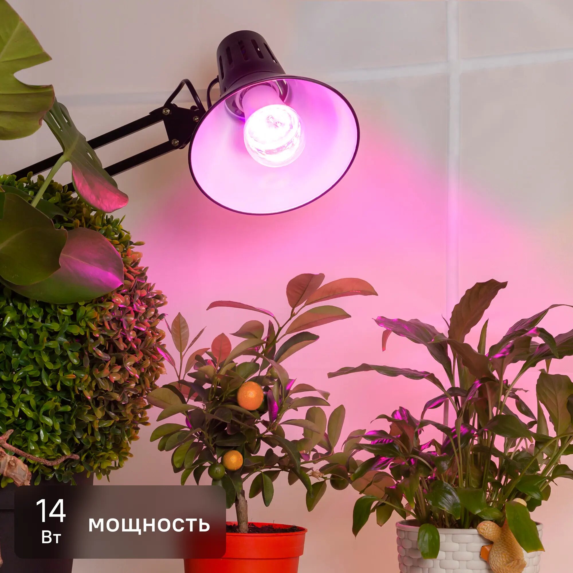 Эра 14 Вт фитолампа светодиодная для растений E27 грушевидная красно-синий спектр розовый