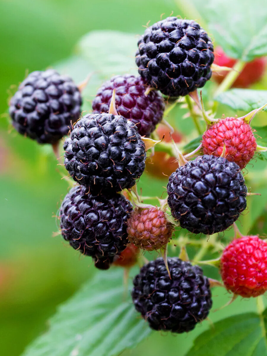 Малина черная Блэк Джевел 1 шт / морозостойкий, среднеспелый сорт