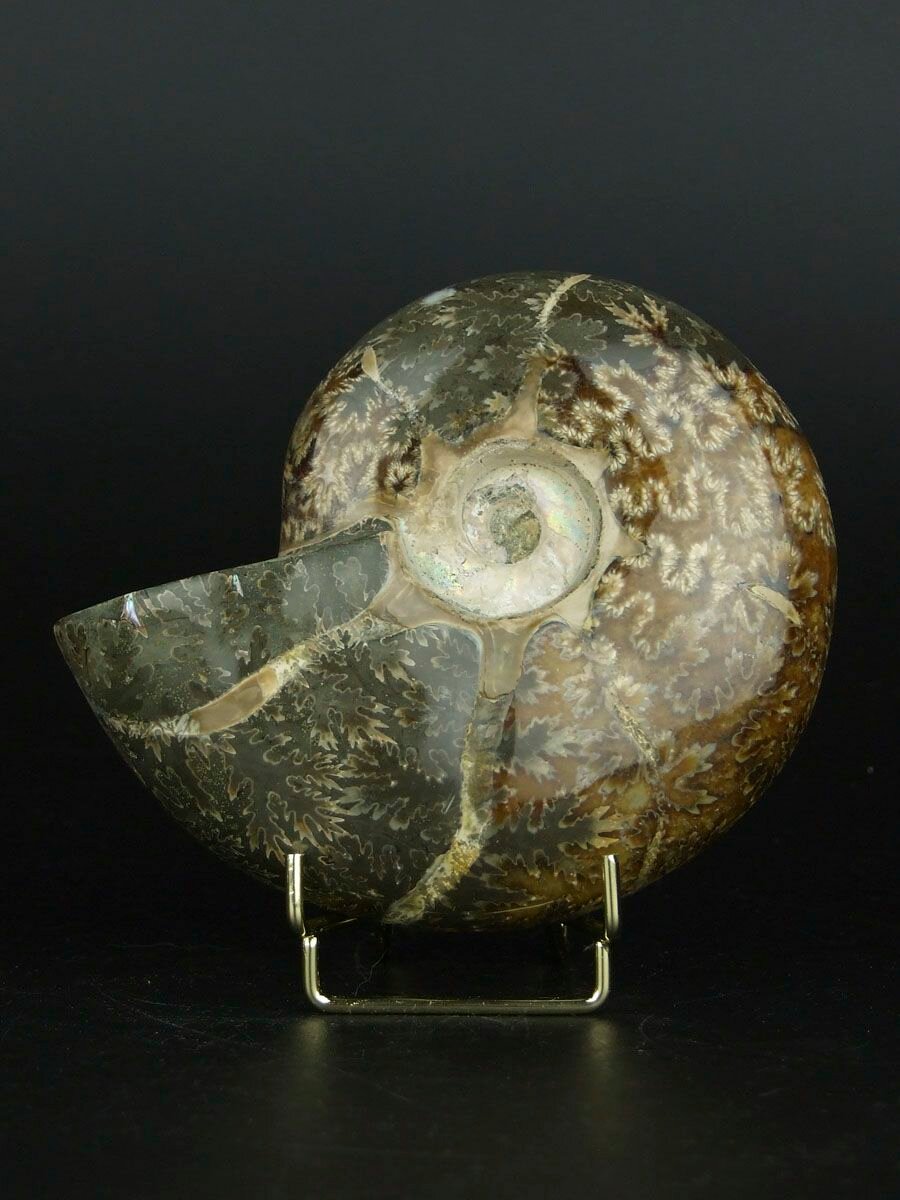 Аммонит Puzosia - Мадагаскар - 100 млн лет - вечная жизнь