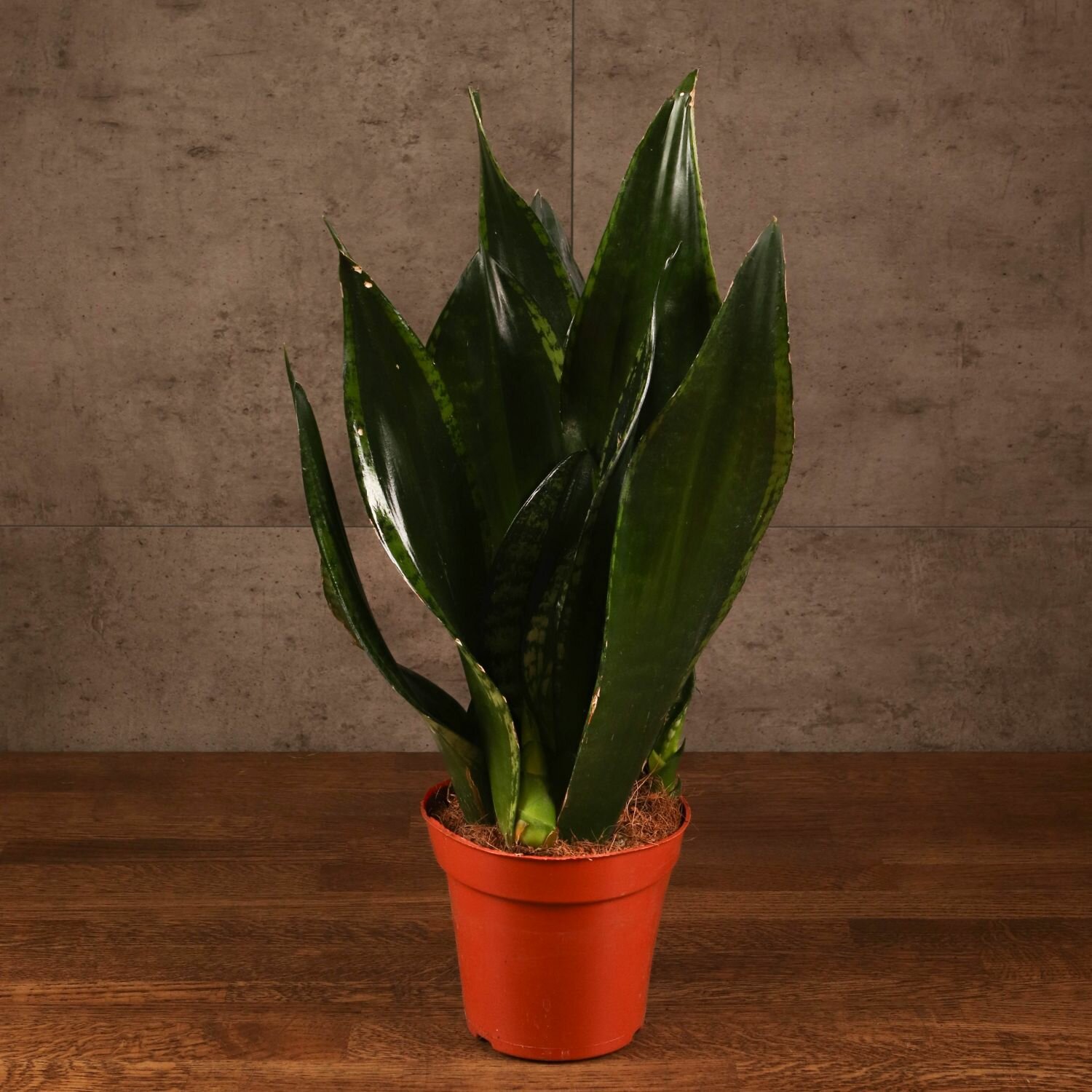 Сансевиерия Сильвер Флейм 50/14