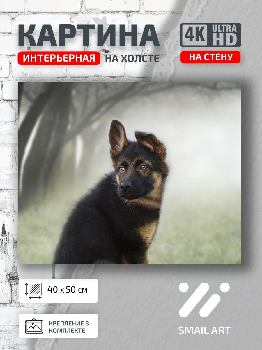 Картина на холсте интерьерная 40 на 50 на стену Немецкая овчарка для кабинета атмосфера