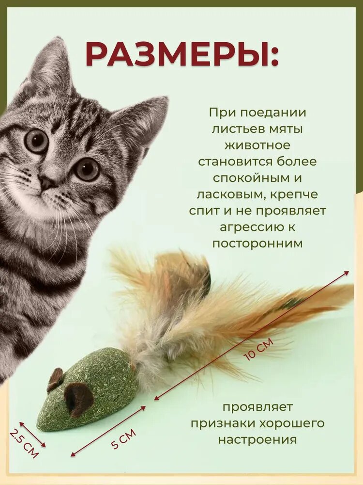 Кошачья мята — фото 1