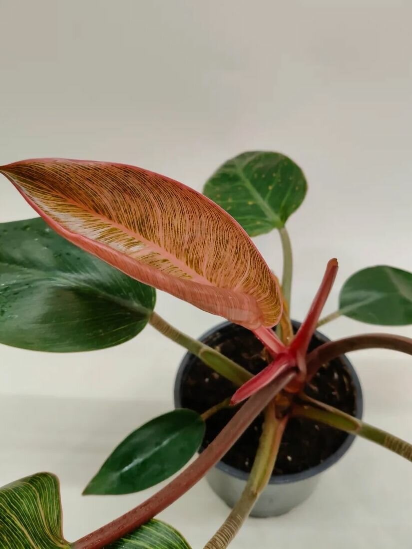 Филодендрон Пинк Биркин / Philodendron Pink Birkin комнатное растение в горшке, редкий сорт, живое растение для дома и офиса — фото 1