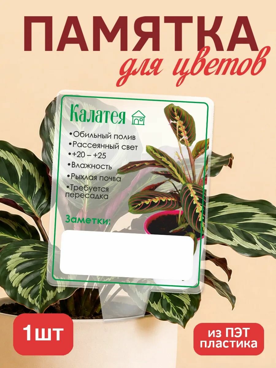 Памятка по уходу за цветами Калатея