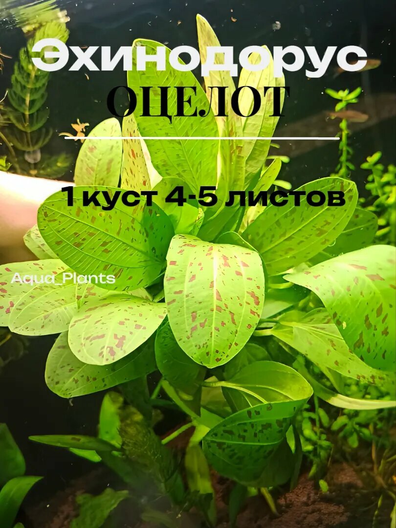 Эхинодорус Оцелот зеленый (1 куст) - Echinodorus Ozelot. Живое аквариумное растение
