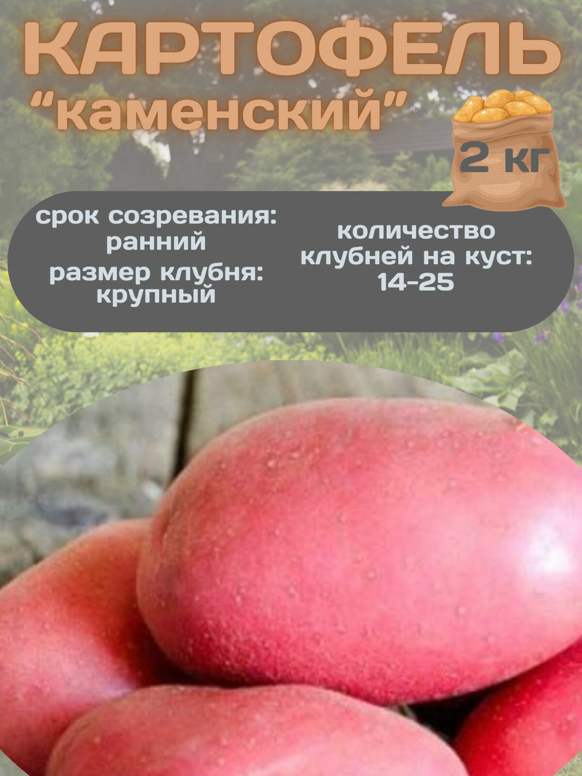 Картофель семенной Каменский 2 кг, на посадку