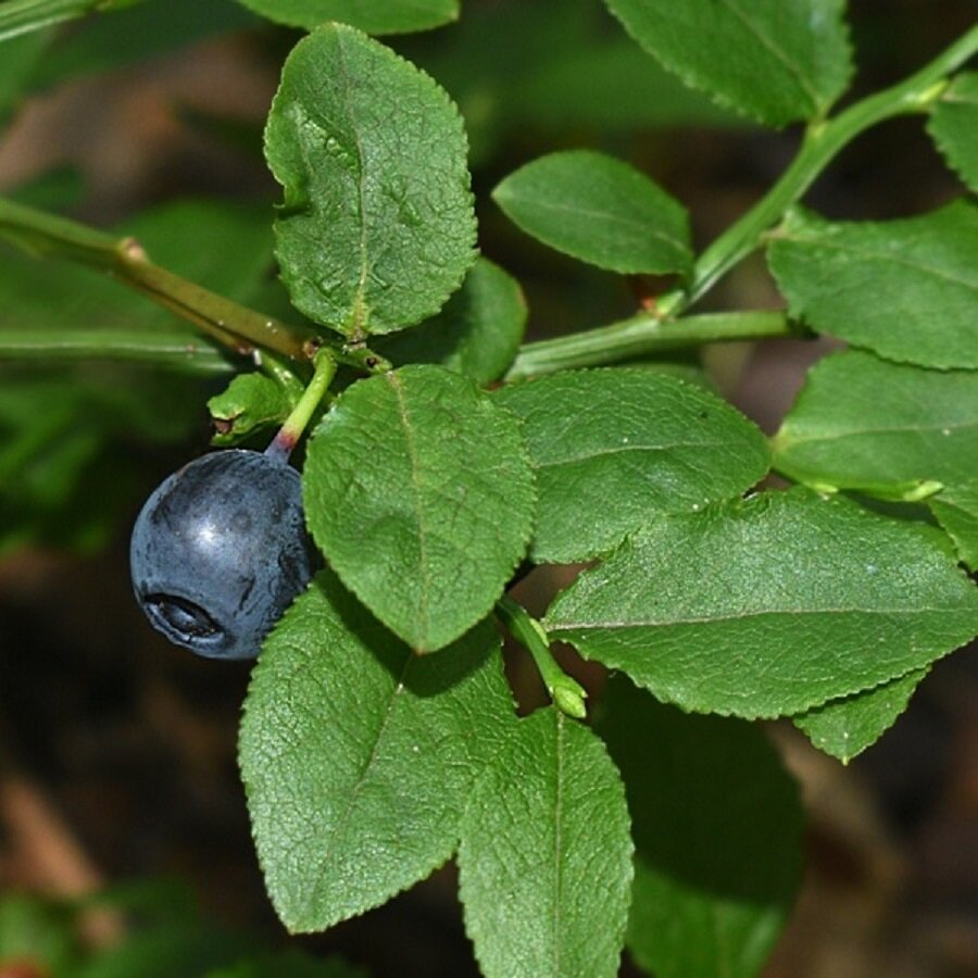 Семена Deodar SEEDS COMPANY Черника лесная дикая 30 шт.