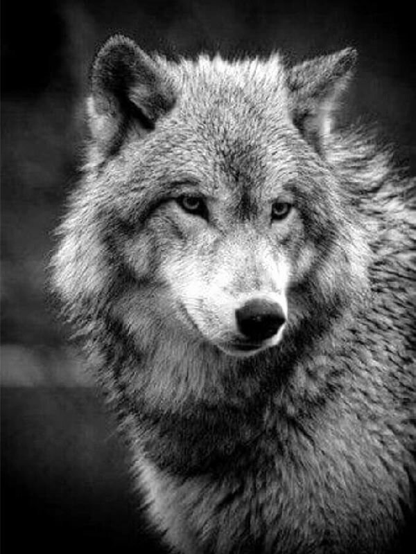 Алмазная картина "фотографии волка" алмазная огранка 40х50 см,40X50CM, белый