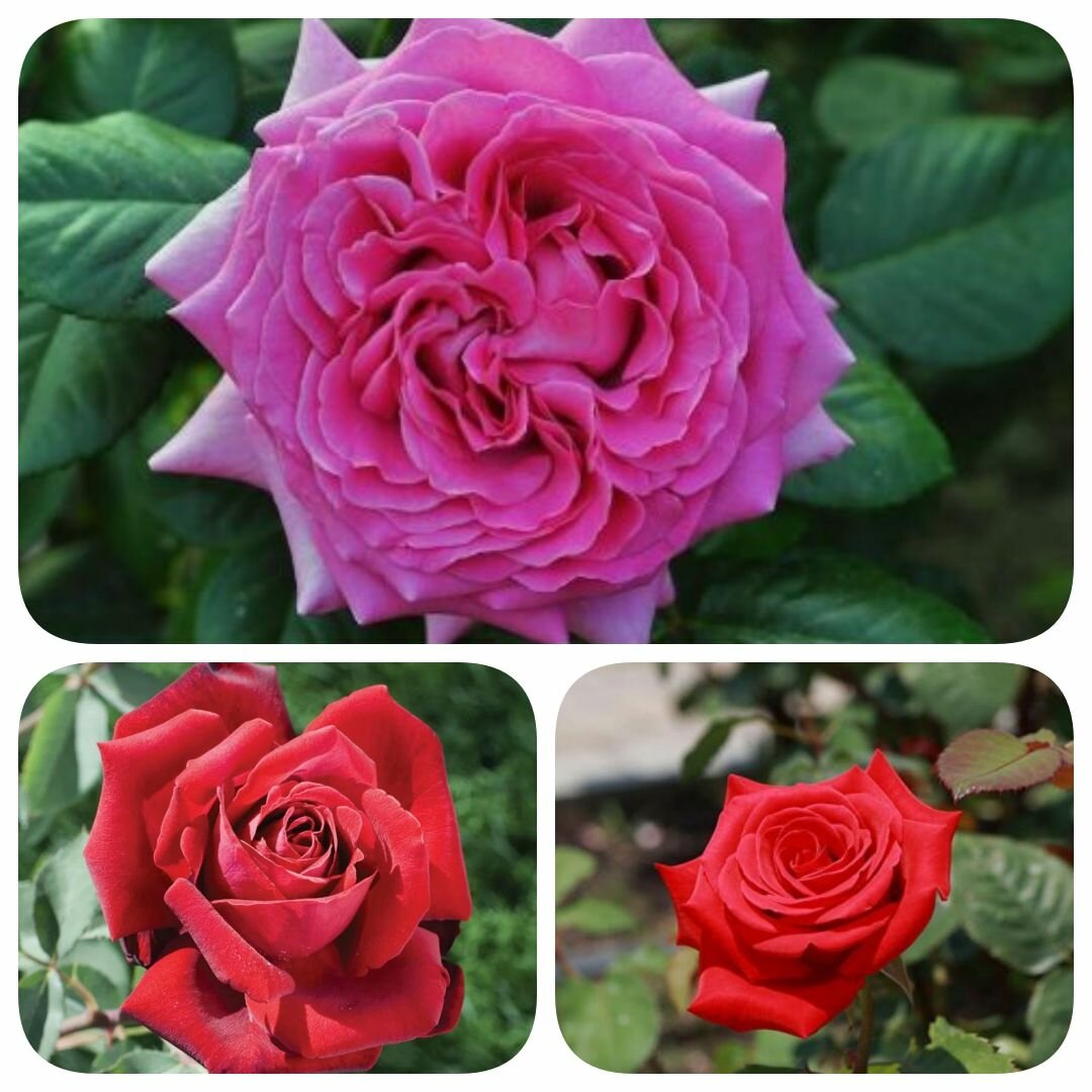 Комплект чайно-гибридных роз Кардинал 3 шт