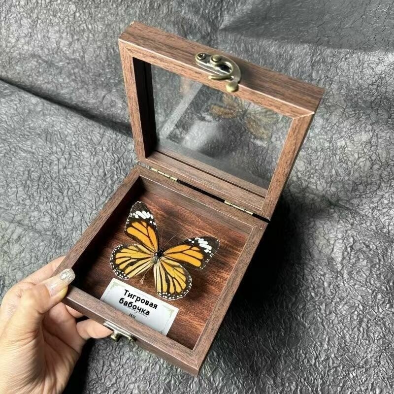Настоящие экземпляры бабочек, образцы насекомых, трехмерная рамка