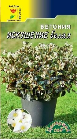 Семена Бегония Искушение