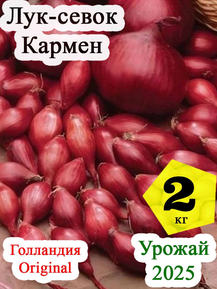 Лук севок Кармен 2 кг, Голландия, красный