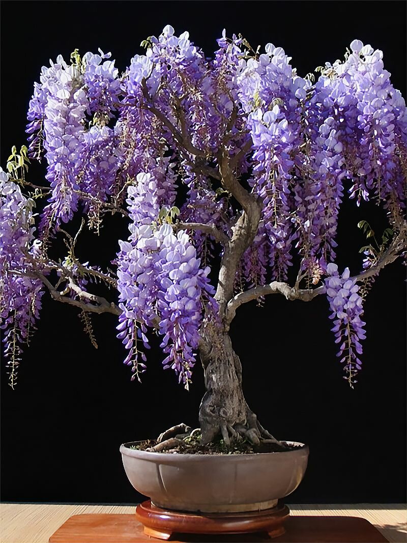 Глициния Китайская Янтай, Семена, 5 шт, семена садовых цветов, декоративная лиана