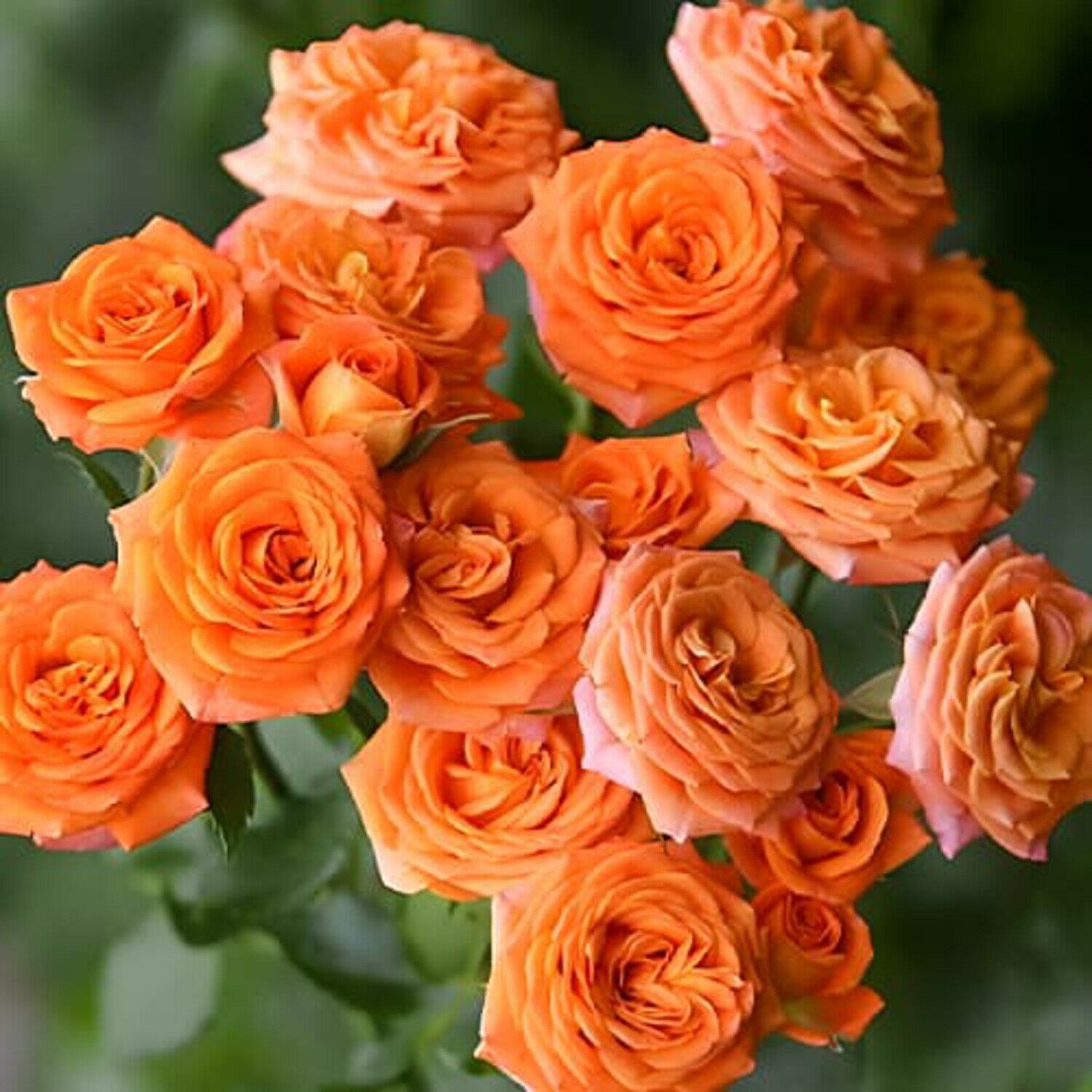 Роза спрей Оранж Бейби (Orange Baby) / 2 шт, ароматный, непрерывноцветущий сорт