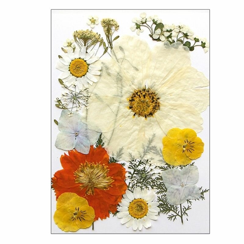 Набор прессованных цветов и листьев для творчества