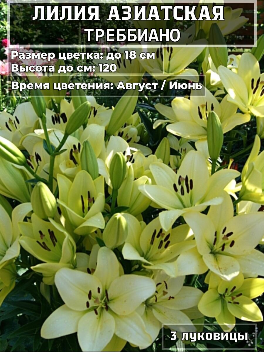 Лилия азиатская Требиано, 3 луковицы