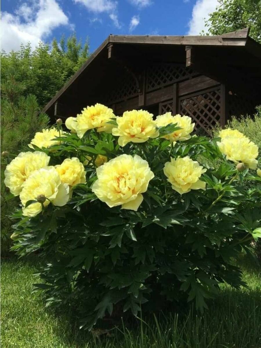 Пион Holland Bulb Market "Лаура Десерт",1 шт, многолетнее, солнечно-желтый