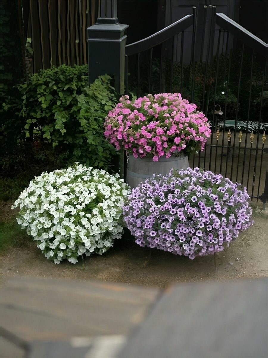 Петуния професииональные семена