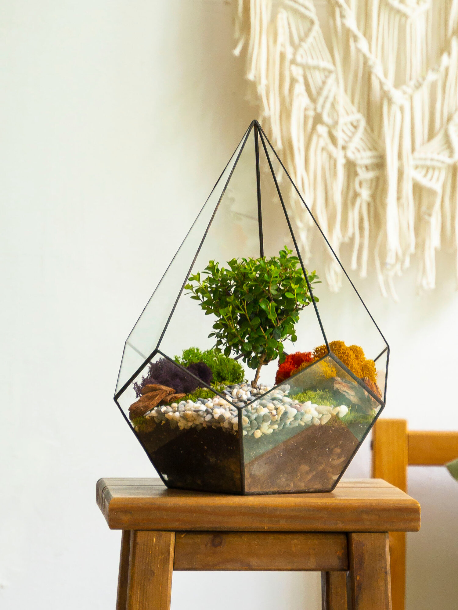 Geo Glass: Дерево мирсина во флорариуме из стекла, мирт комнатный в колбе 37 см