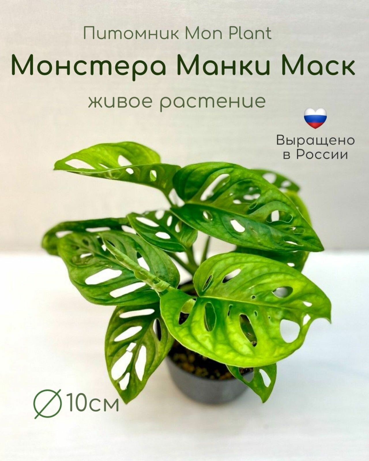 Монстера Манки Маск (Адансона), комнатное растение в горшке 10 см, маска обезьяны, адансони, с дырками, лиана