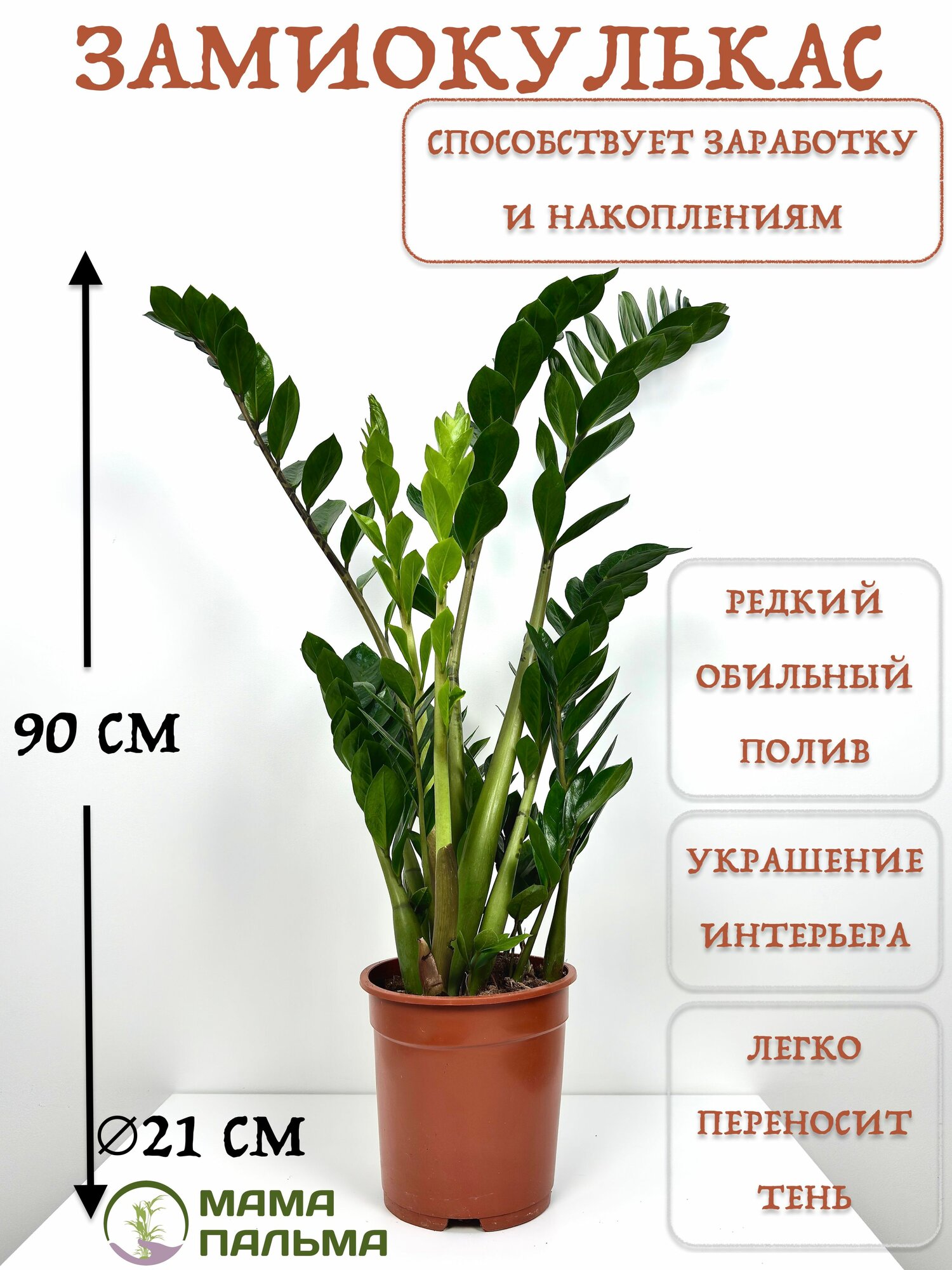 Живое растение Замиокулькас долларовое дерево в горшке D21 высота 90 см крупномер