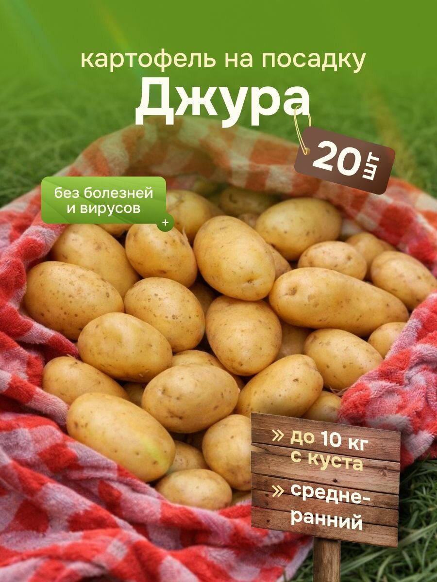 Семенной картофель на посадку Джура 20 шт (среднеранний)